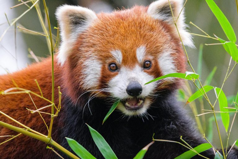 Panda roșu: viața secretă a unei specii rare și fascinante • P U E